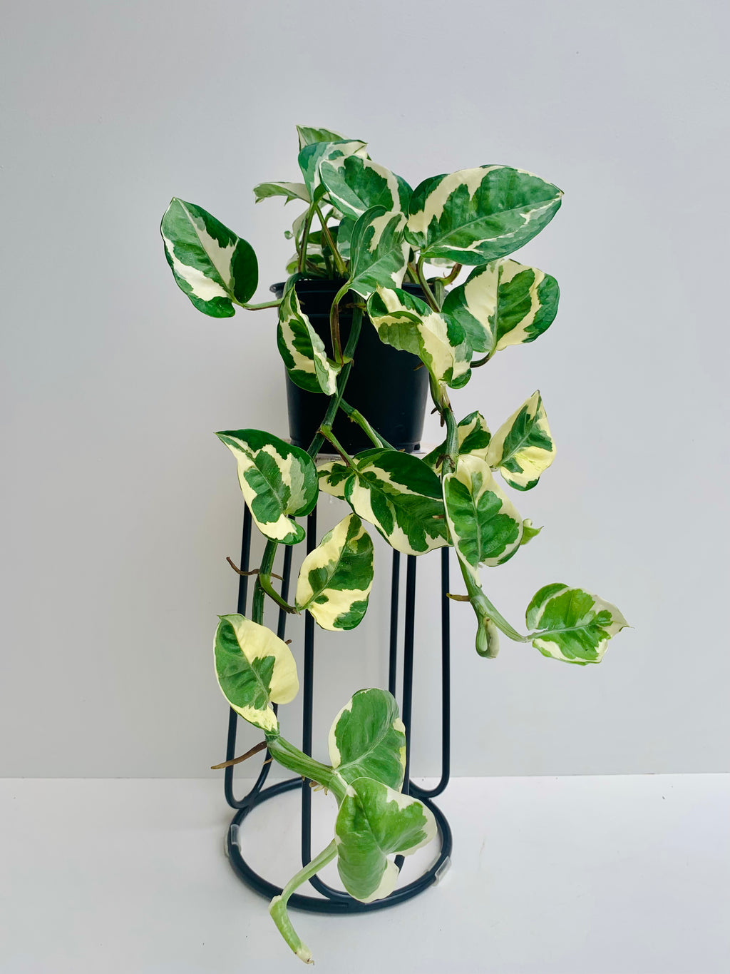 Epipremnum Aureum Pothos N’Joy 12CM | Urban Lush NZ