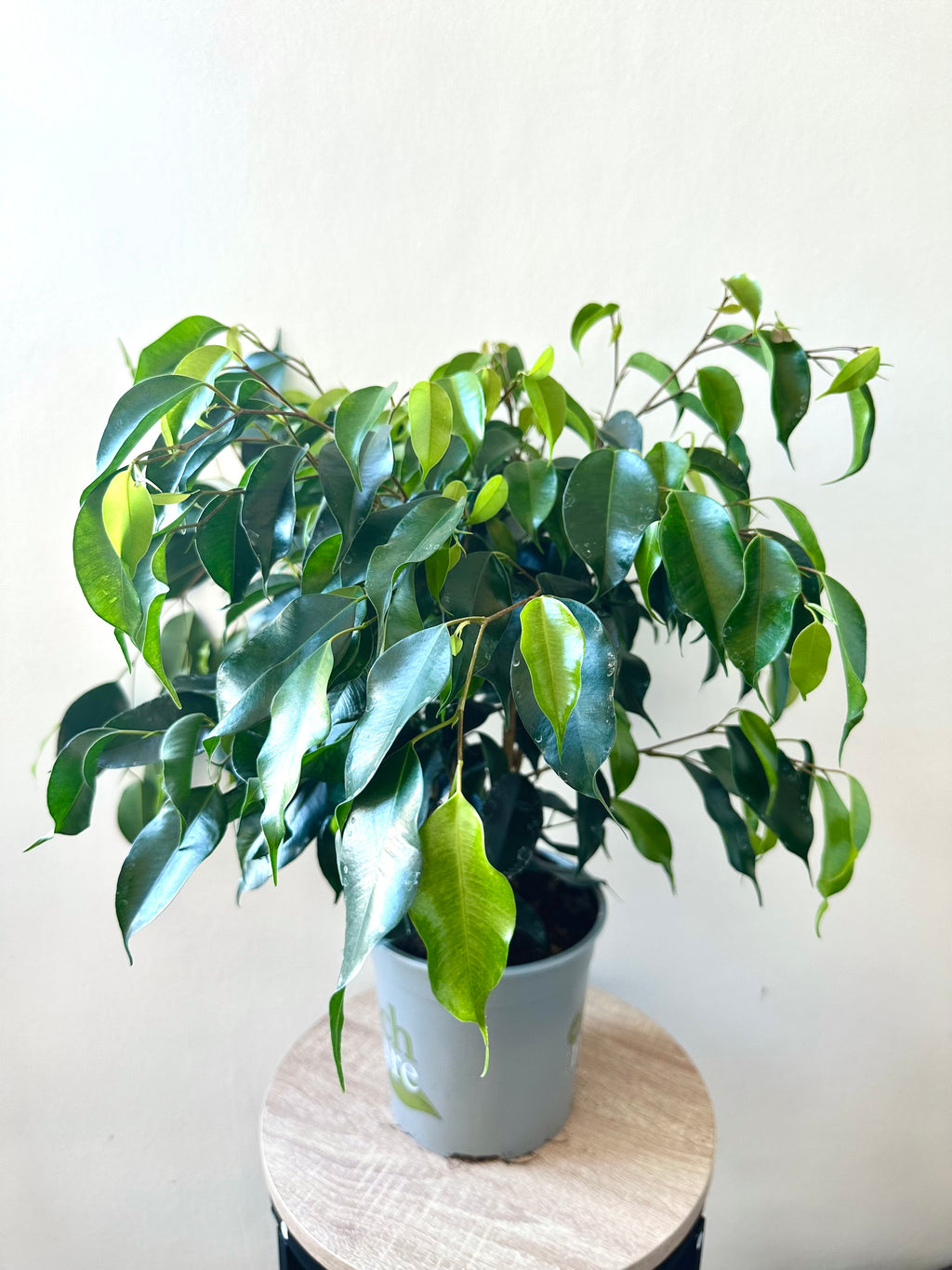 Ficus | Ficus Danielle (Weeping Fig) 17CM - Urban Lush NZ