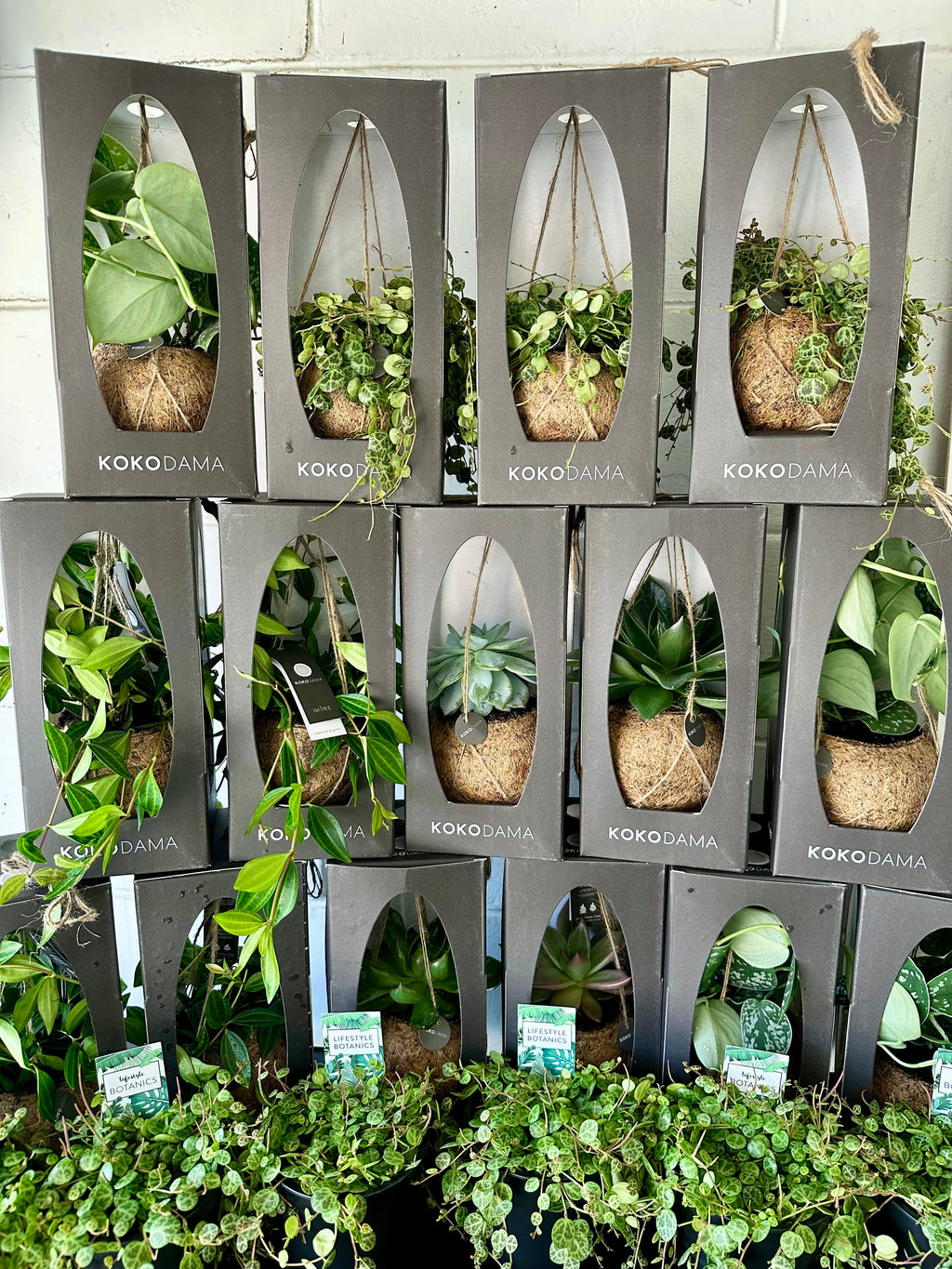 Kokodama | Kokodama Assorted - Urban Lush NZ