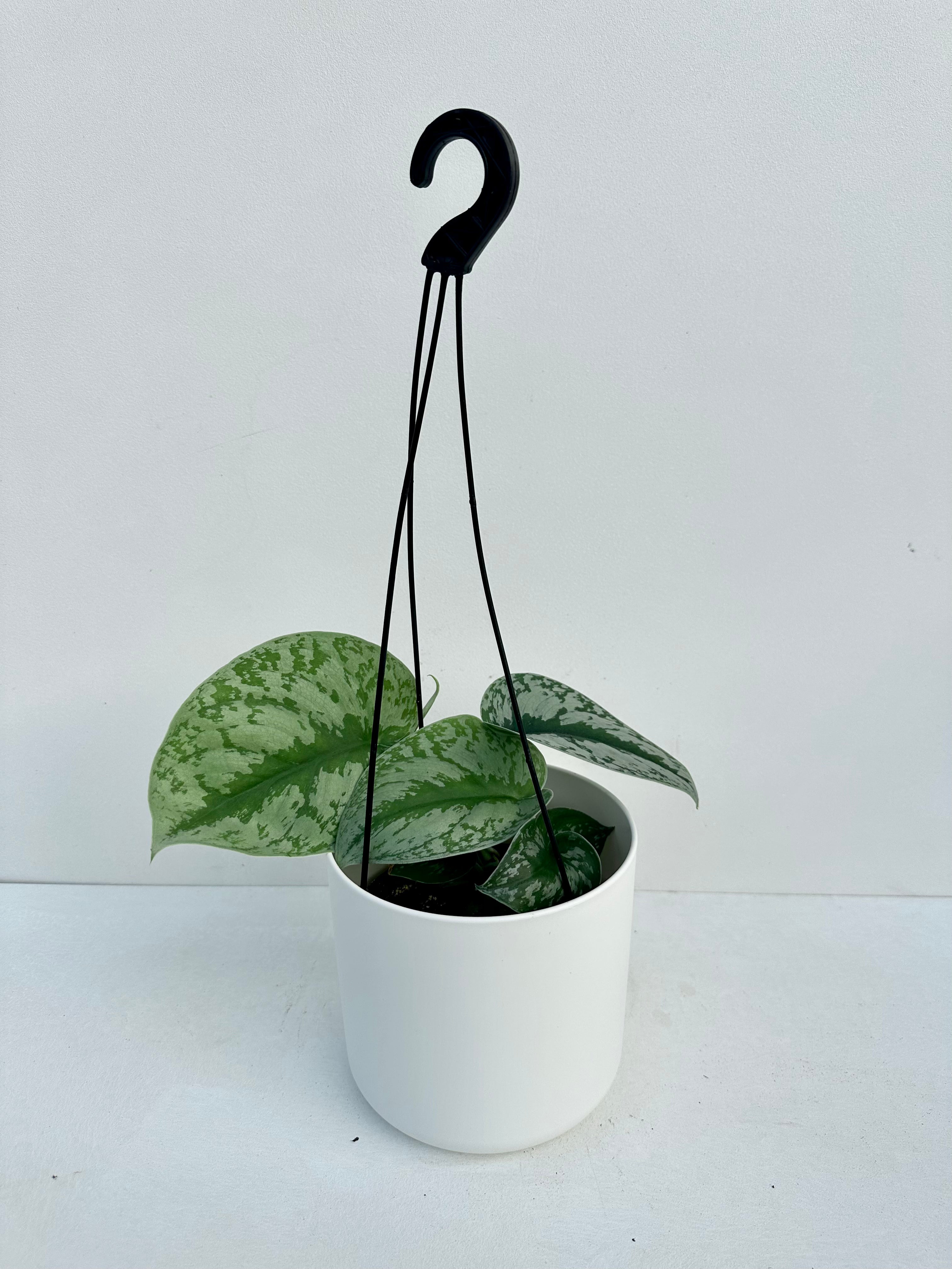 Satin Pothos | Scindapsus Exotica Satin Pothos 12CM - Urban Lush NZ
