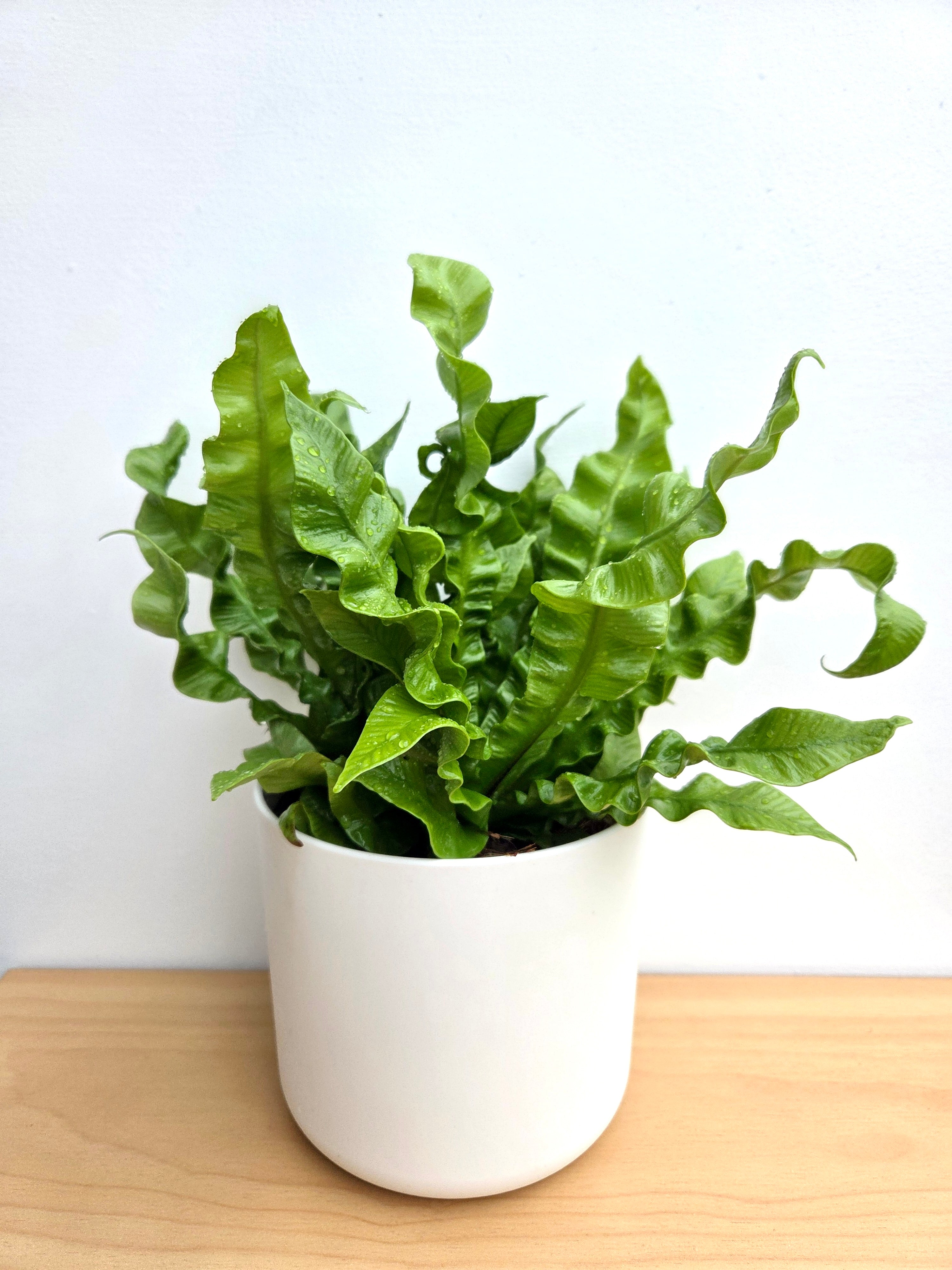 Asplenium Crispy Wave 12CM – Urban Lush NZ