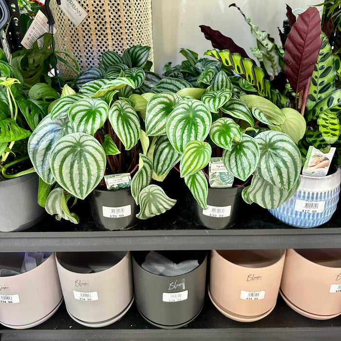 Urban Lush Nz | Indoor Plants | Pots & Planters | New Zealand – Urban ...