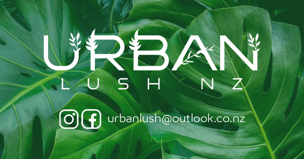 Plant Shop in Auckland, New Zealand | Indoor Plants | Urban Lush NZ