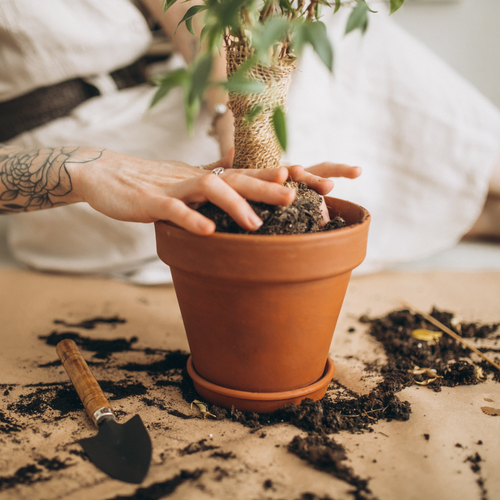 Urban Lush Nz | Indoor Plants | Pots & Planters | New Zealand – Urban ...