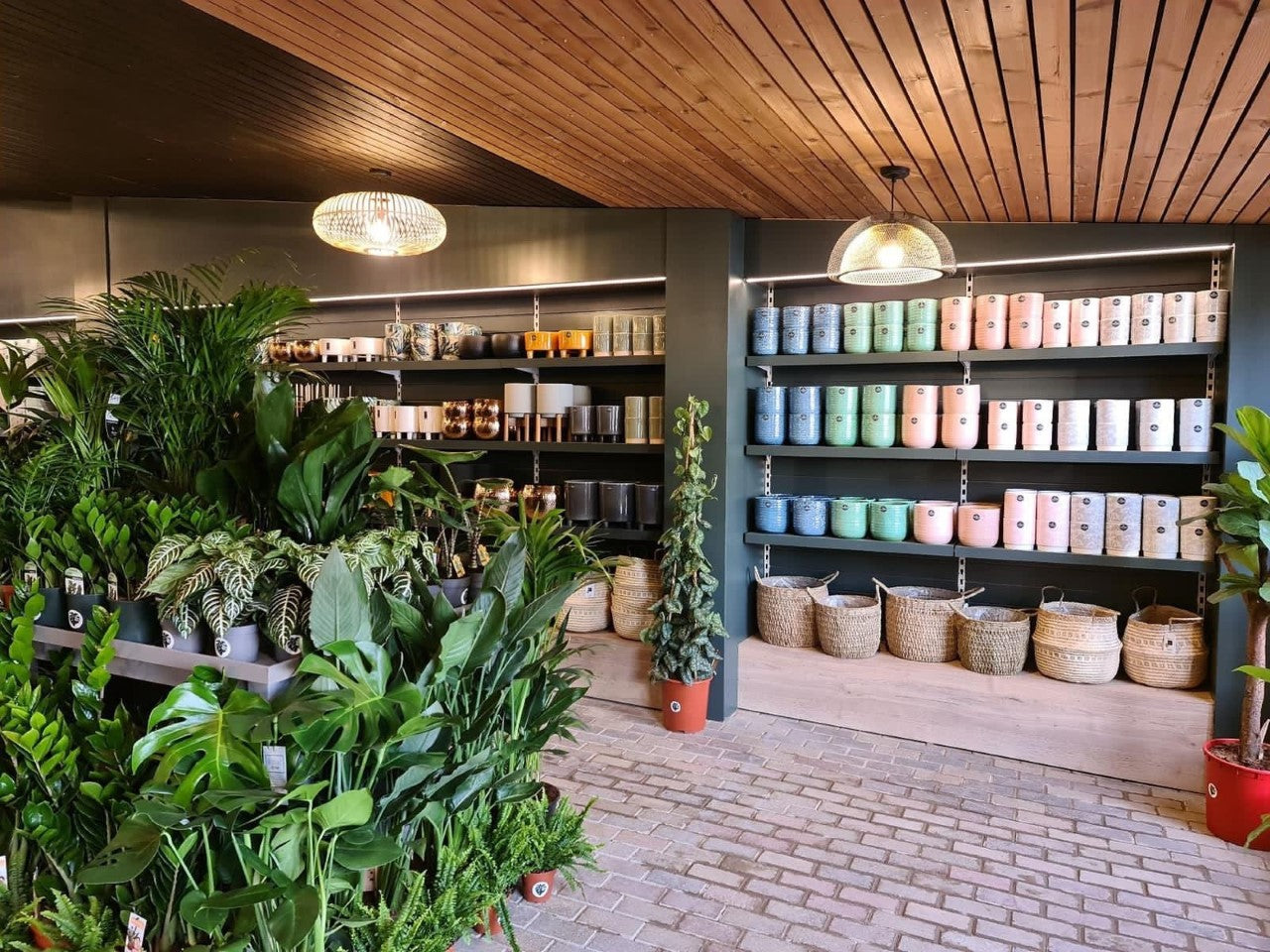 Urban Lush: indoor plants, outdoor plants specialist in Auckland, New ...